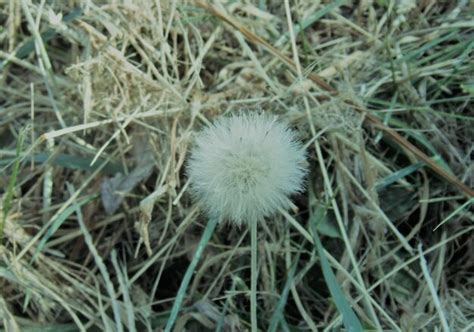 Premium Photo High Angle View Of Dandelion On Field