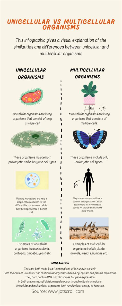 Unicellular Vs Multicellular Differences And Similarities Jotscroll