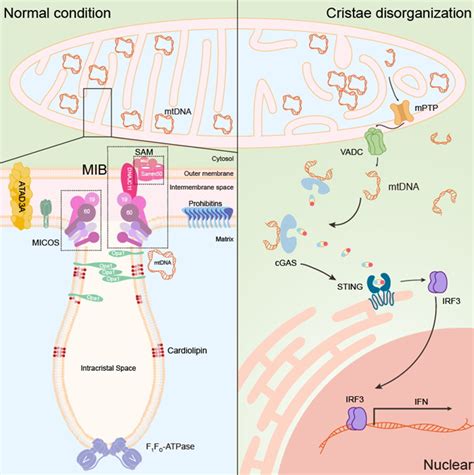 Cell Reports 蒋辉实验室揭示线粒体嵴损伤导致线粒体dna释放和炎症反应 清华大学生物医学交叉研究院
