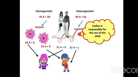 Principles Of Inheritance And Variation Lecture 10 Sex Determination