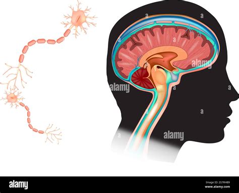 Human Head With Brain And Neurons Diagram Cells In The Brain Are Neuron Nerve Cells And Glial