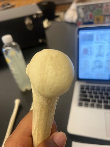 Appendicular Skeleton Flashcards Quizlet