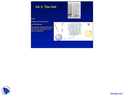 The Cell Anatomy Lecture Slides Docsity