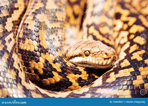 Scrub Python Stock Image Image Of Coiled Python Animal 15469851