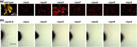 Effect Of Hps Genes On Accumulation Of And Exogenous Complementation
