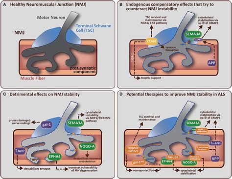 Neuromuscular Junction Motor Neuron