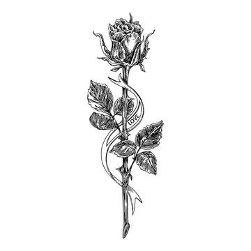 How To Draw A Rose Thorn Out
