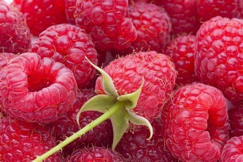 Southern Bababerry Red Raspberry Everbearing Red Raspberry Adapted Scenic Hill Farm Nursery