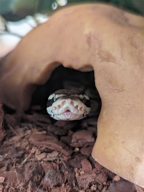 Python Serpent Animal Photo Gratuite Sur Pixabay Pixabay