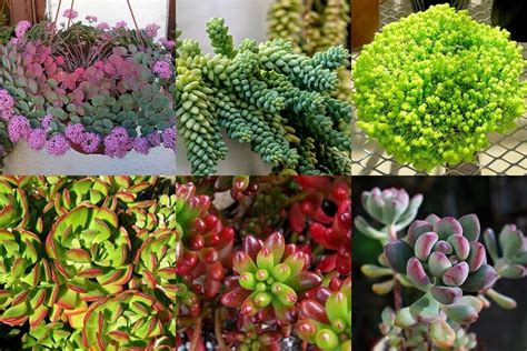 130 Sedum Varieties That Are Too Gorgeous To Be Real Succulent Alley
