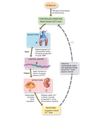 Chapter 6 Quizlet Anatomy Final Flashcards Quizlet