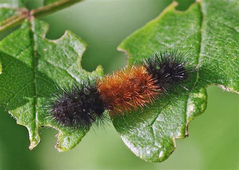 Furry Caterpillars Identification Chart A Comprehensive Guide