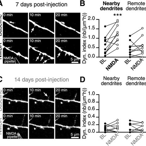 Time Lapse Two Photon Imaging Reveals The Rapid Formation And Download Scientific Diagram