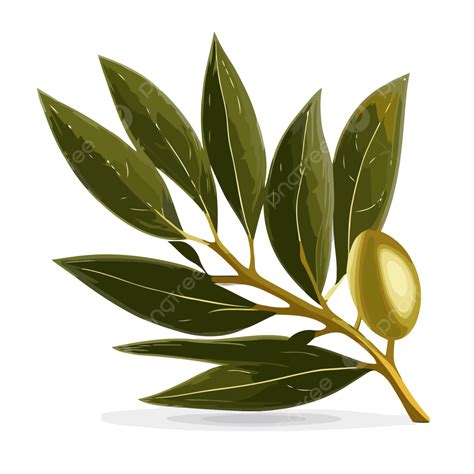 橄榄叶 向量 貼紙剪貼畫橄欖枝白色背景與橄欖枝卡通 貼紙 剪貼畫向量圖案素材免費下載，png，eps和ai素材下載 Pngtree