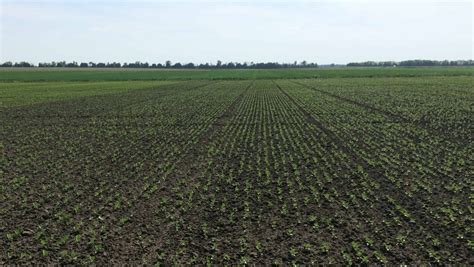 Sowing Time For Soybean Legumehubeu