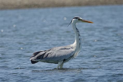 アオサギ 2021 07 12 日本の野鳥識別図鑑