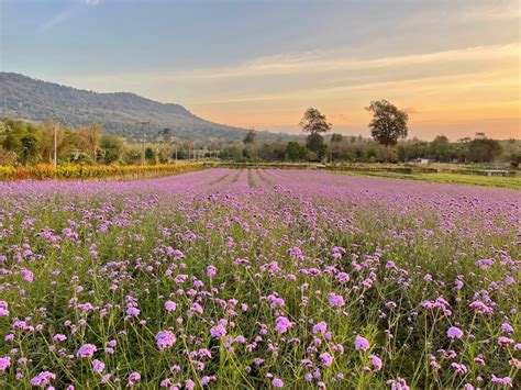 สุดปัง ทุ่งดอกไม้สีม่วงบานสะพรั่งที่วังน้ำเขียว ถ่ายรูปสวย ฟินรับลมหนาว