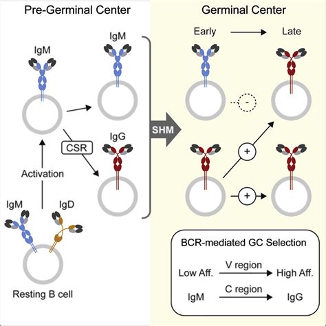 Positive Selection Of Igg Over Igm B Cells In The Germinal Center