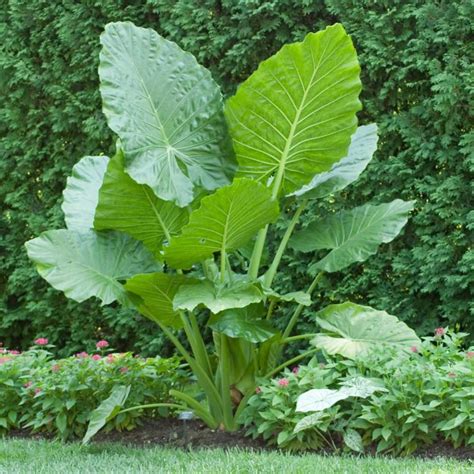 Alocasia Odora A Tropical Look For Beds Borders And Pots This