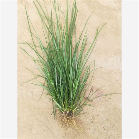 Vetiver Grass Mat At Ryan Henderson Blog