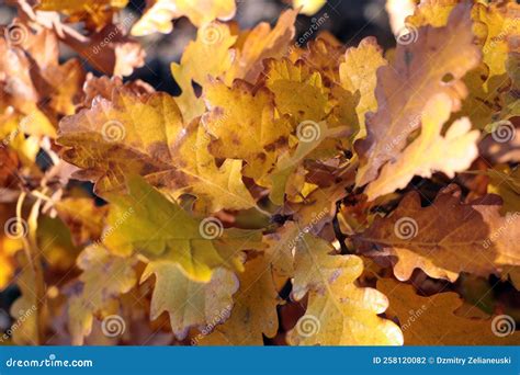 Yellow Red Oak Leaves In The Autumn Forest Autumn Background Stock