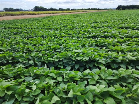 Benefits For Your Soil By Cultivating Soybeans Atlantic Fertilisers