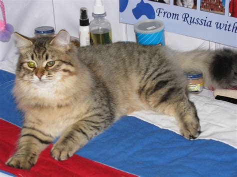 Siberian This Siberian Was Quite Playful Jacksonville Cfa Flickr