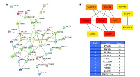 Ppi Network Of The Overlapping Genes A Ppi Analysis Of 47 Download Scientific Diagram