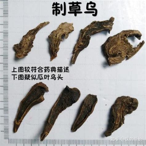带你识别草乌 知乎