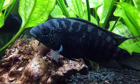 Jack Dempsey Cichlid Care Size Diet Feeding And Tankmates