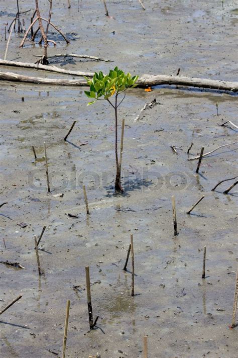 Rhizophora Apiculata Stock Image Colourbox