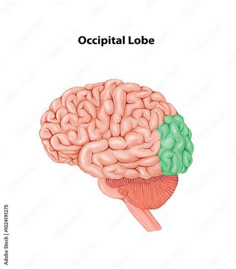 Occipital Lobe Medical Illustration Human Brain Anatomy Stock