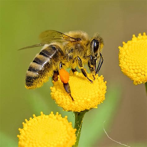 Apis Mellificashop Gömbök Remedia Homöopathie