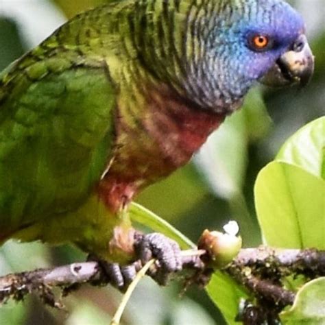 Red Browed Amazon Parrot Online All Parrots Fertile Eggs