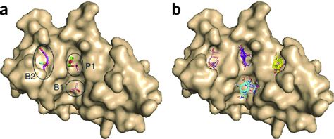 Comparison Of Ftmap Results With Experimental Data A Probe Binding