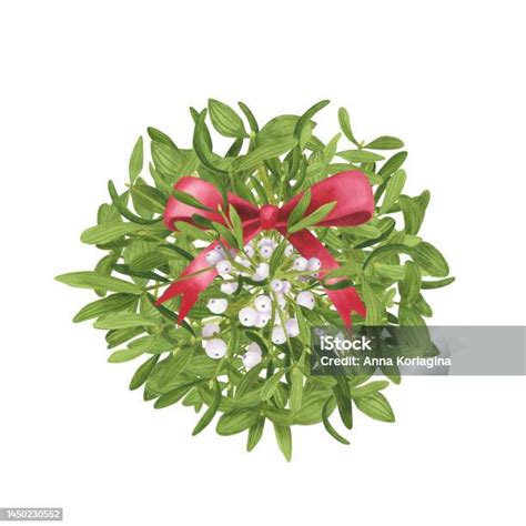 크리스마스 겨우살이 키스 볼 리본 활은 흰색으로 격리되어 있습니다 수채화 손으로 그린 크리스마스 그림 디자인을 위한 예술 12월에 대한 스톡 벡터 아트 및 기타 이미지