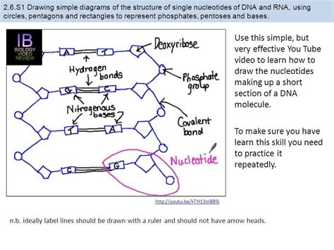 Understanding The Process Of Dna Replication Labeled Diagram