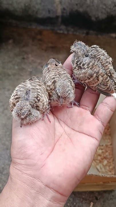 นกเขาชวาลูกป้อน Youtube