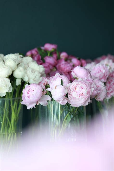 Безкоштовне стокове фото білі півонії блідо рожевий ботанічний букет весільний букет