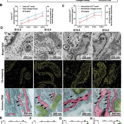 Yufeng Zhang Professor Md Dds Phd Wuhan University Wuhan Whu