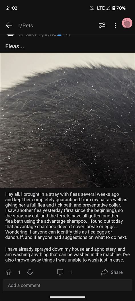 Flea Eggs Or Just Dandruff Rfleacontrol