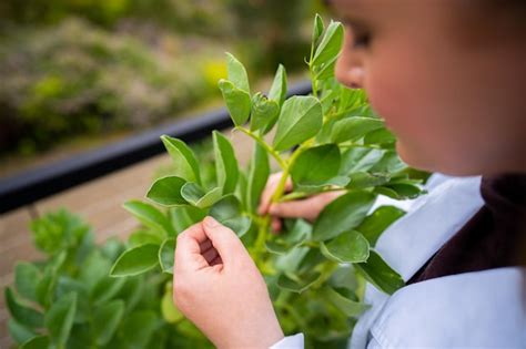 Premium Photo Female Scientist Studying Agricultural Research Woman Farmer Breeding Grass And