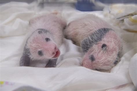 에버랜드 쌍둥이 판다 탄생·유튜브 100만 구독자 돌파 기념 이벤트 진행