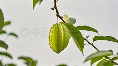 水果ai数字艺术 水果自然写实绿色星苹果果实树枝上照片 Ai图片免费下载png格式4096像素编号71365125 千图网