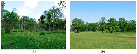 Imx Ls Land Imxto Ls Land 32 Thumnelina Set 27