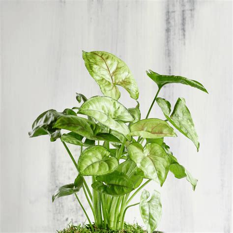 Arrowhead Plant