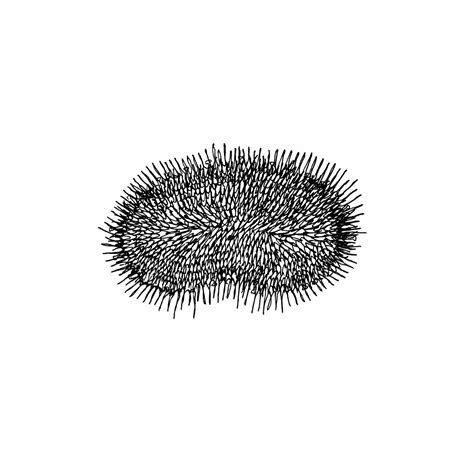 How To Cure My Sex Drive Dive For Sea Urchins The New York Times