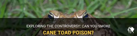 Exploring The Controversy Can You Smoke Cane Toad Poison Petshun