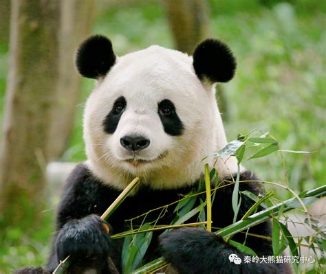 萌翻众人6只秦岭大熊猫宝宝同框亮相凤凰网陕西 凤凰网