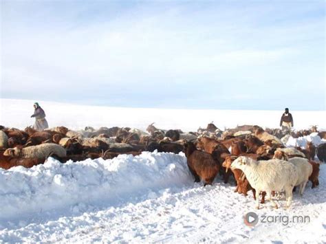 Зудын эрсдэл ихтэй нутгийн хэмжээ 20 орчим хувиар нэмэгдлээ